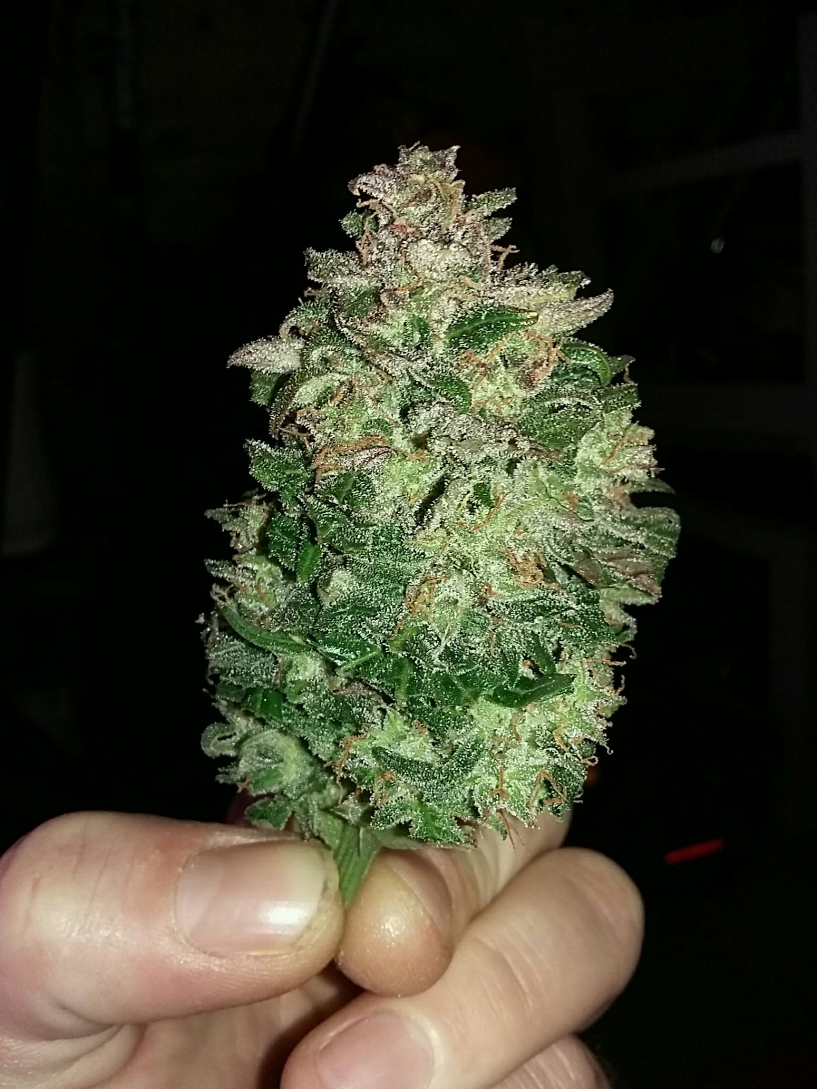 Cannabis Seeds Ireland | Buy Weed Seeds | Free Delivery