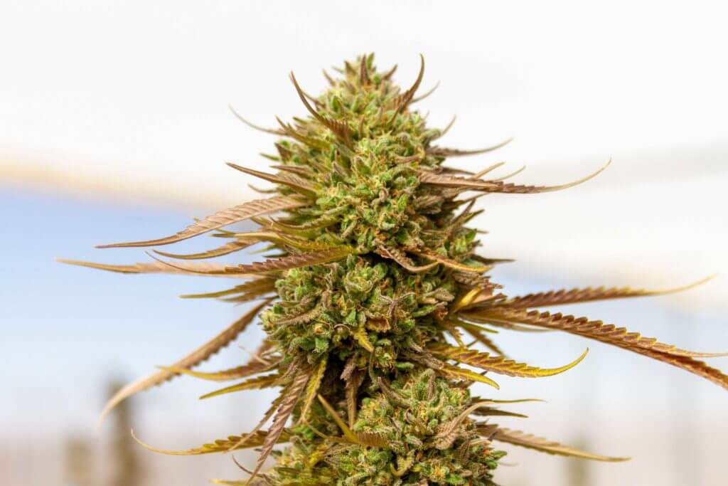 Expert Haze Seeds | Free Shipping | Irishseedbank.com
