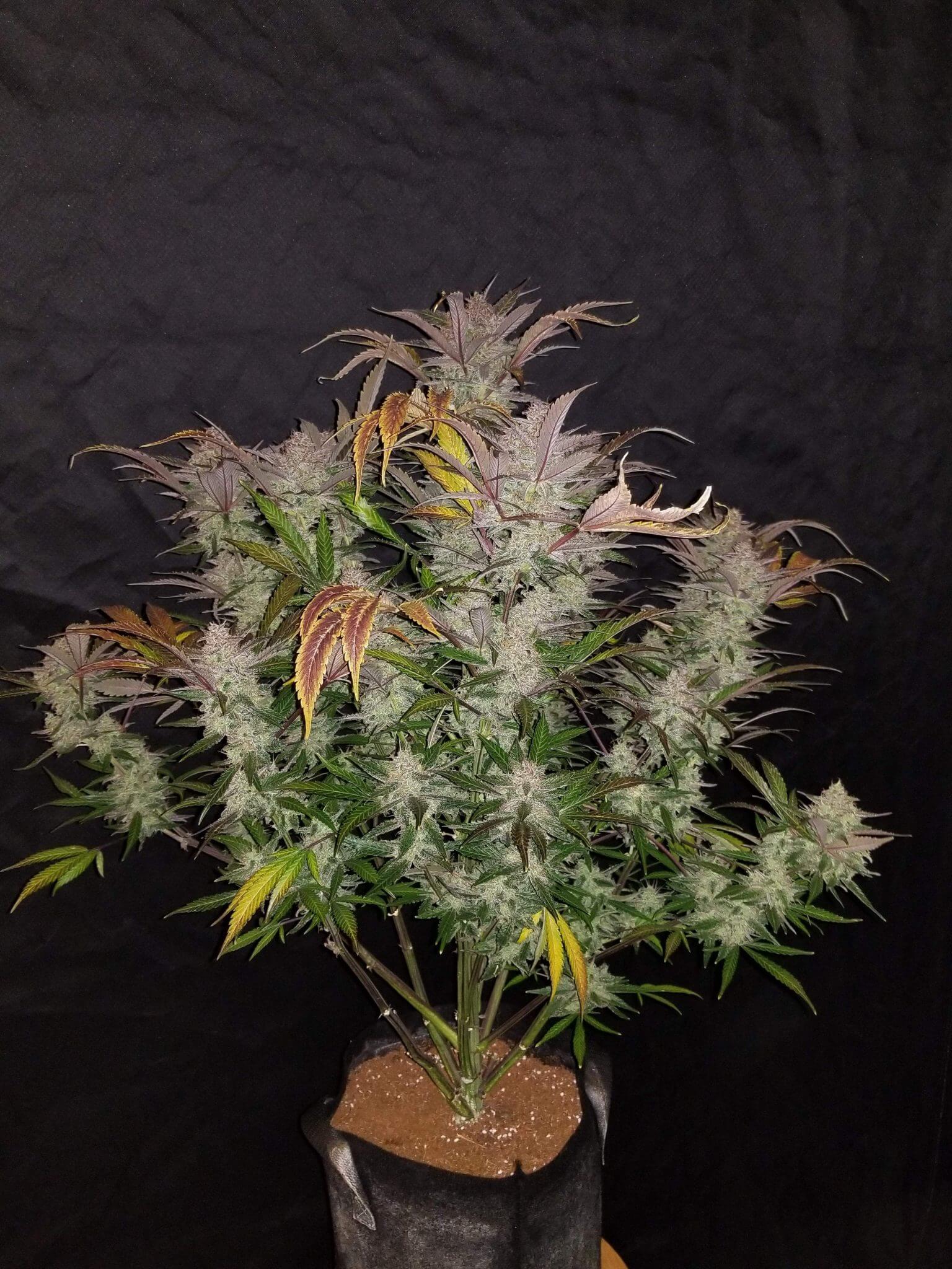 Cream Cookies Auto Seeds | Free Shipping | Irishseedbank.com