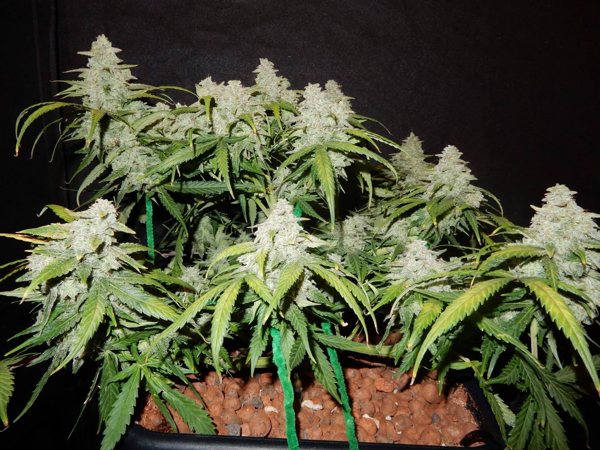 Green Crack Auto Seeds | Free Shipping | Irishseedbank.com