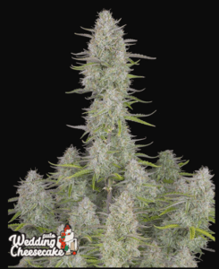 Wedding Cheesecake Auto Seeds | Free Shipping | Irishseedbank.com