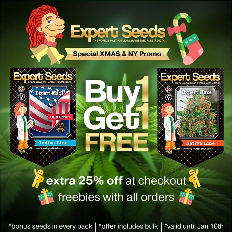 Auto Daiquiri Lime - Irish Seed Bank