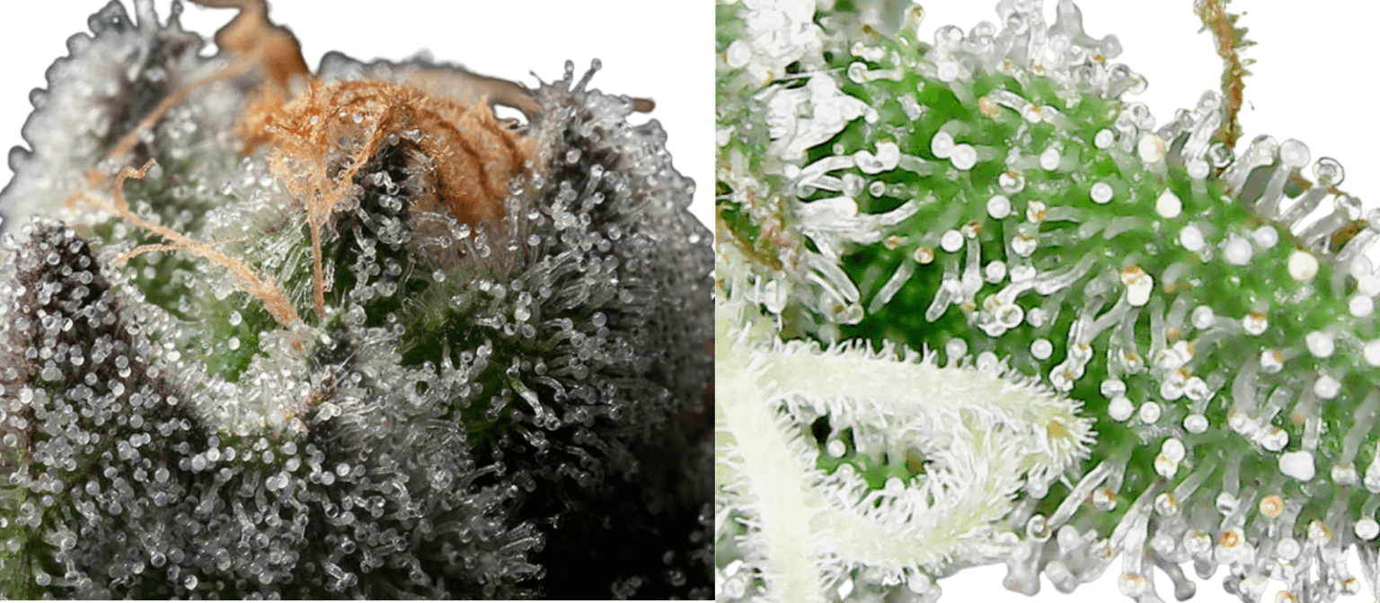 Cannabis Buds Ripening Process Explained - Irishseedbank.com