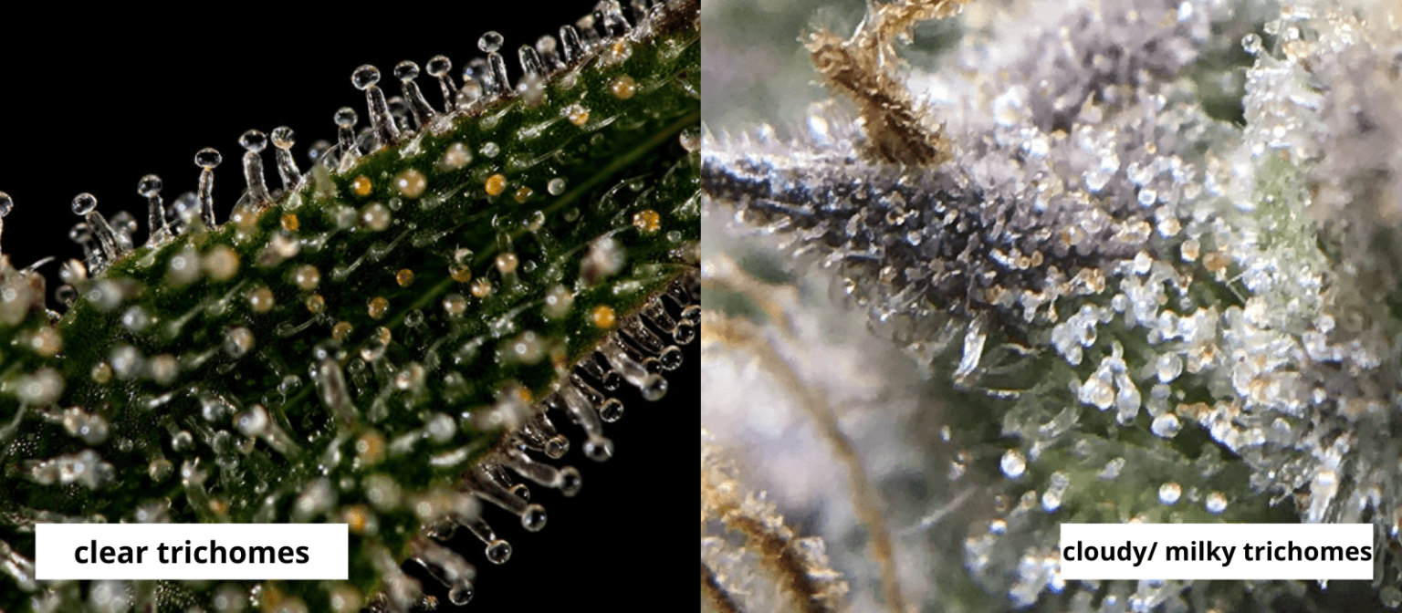 Cannabis Buds Ripening Process Explained - Irishseedbank.com