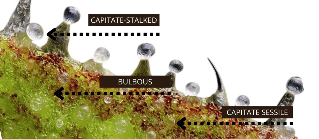 Cannabis Buds Ripening Process Explained - Irishseedbank.com