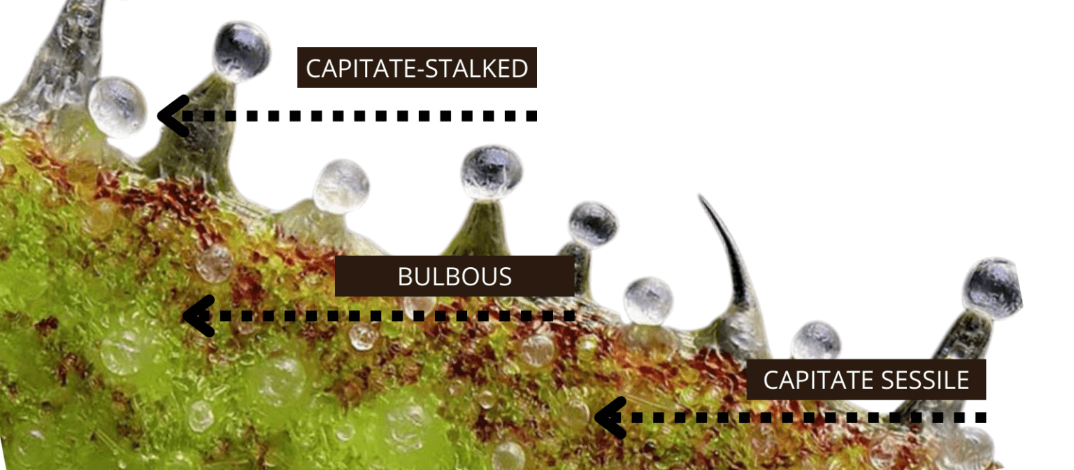 Cannabis Buds Ripening Process Explained - Irishseedbank.com
