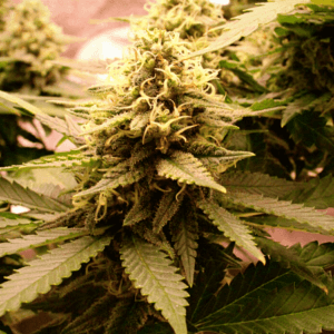 Red Skunk Kush Auto Seeds | Free Shipping | Irishseedbank.com