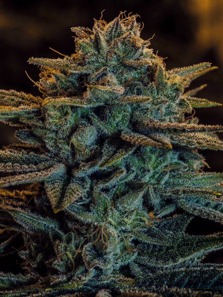 Sweet Zombie Seeds | Free Shipping | Irishseedbank.com