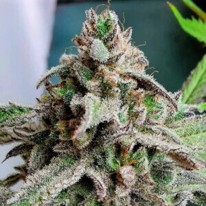Holy Smoke Seeds Oreo Pancakes | Free Shipping | Irishseedbank.com